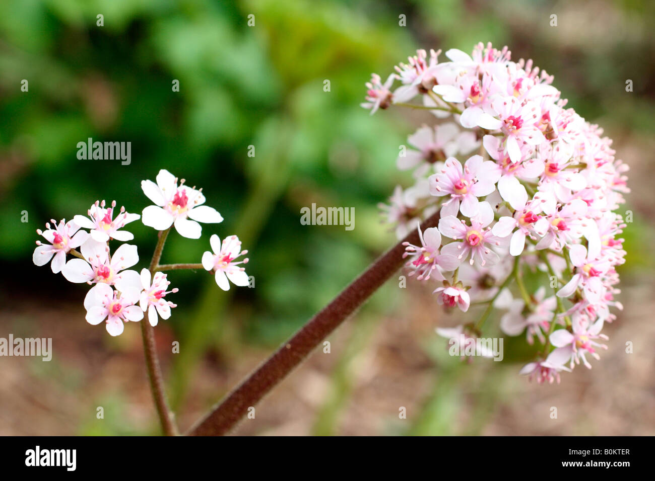 Darmera peltata hi-res stock photography and images - Alamy