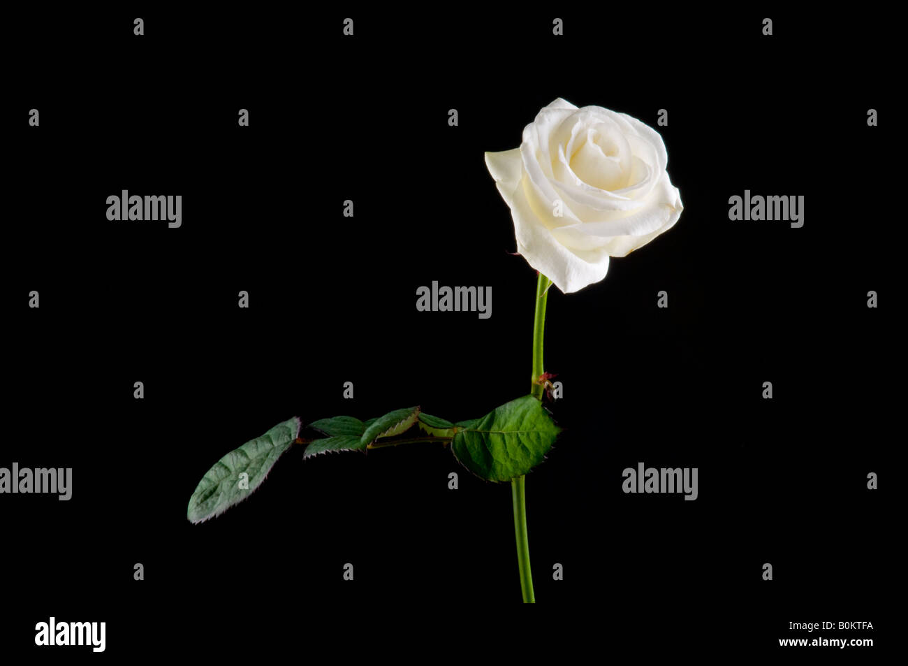 White rose and stem with black background Stock Photo - Alamy