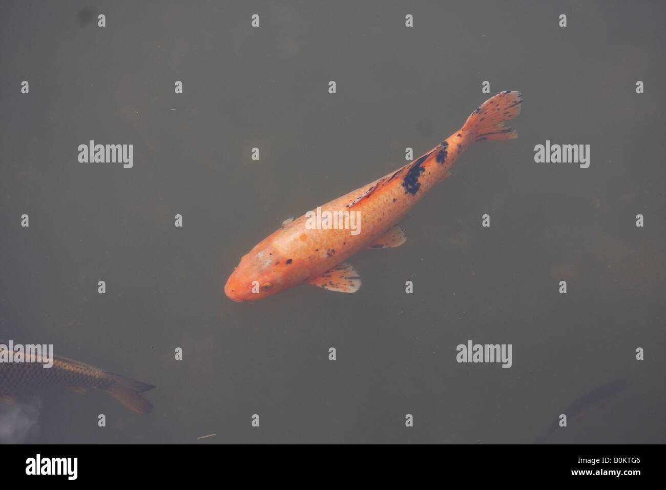 Large Carp in Lake Stock Photo - Alamy