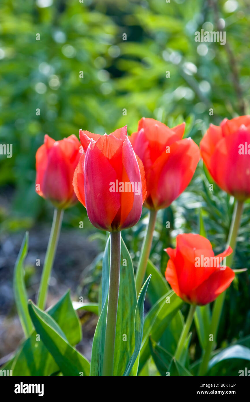 Bloomed tulips hi-res stock photography and images - Alamy