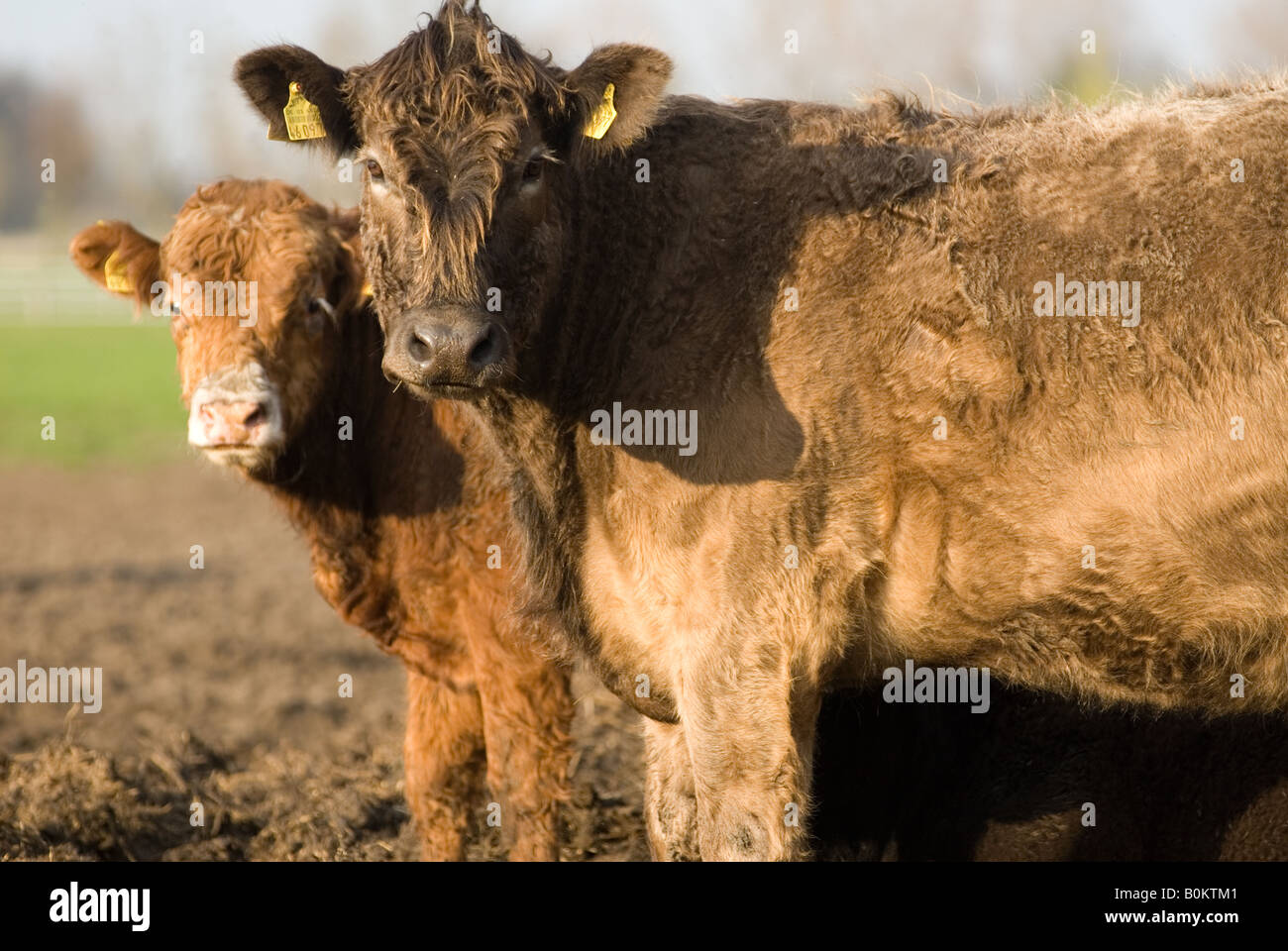 Organic beef cattle, Ströhen, Lower Saxony, Germany Stock Photo - Alamy