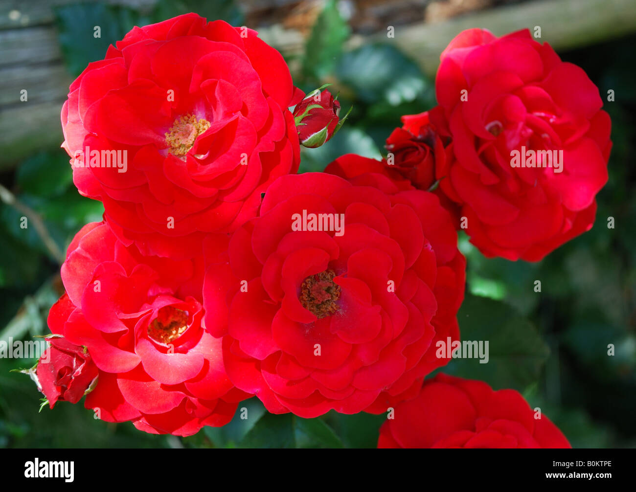 Red roses growing in the garden Stock Photo - Alamy