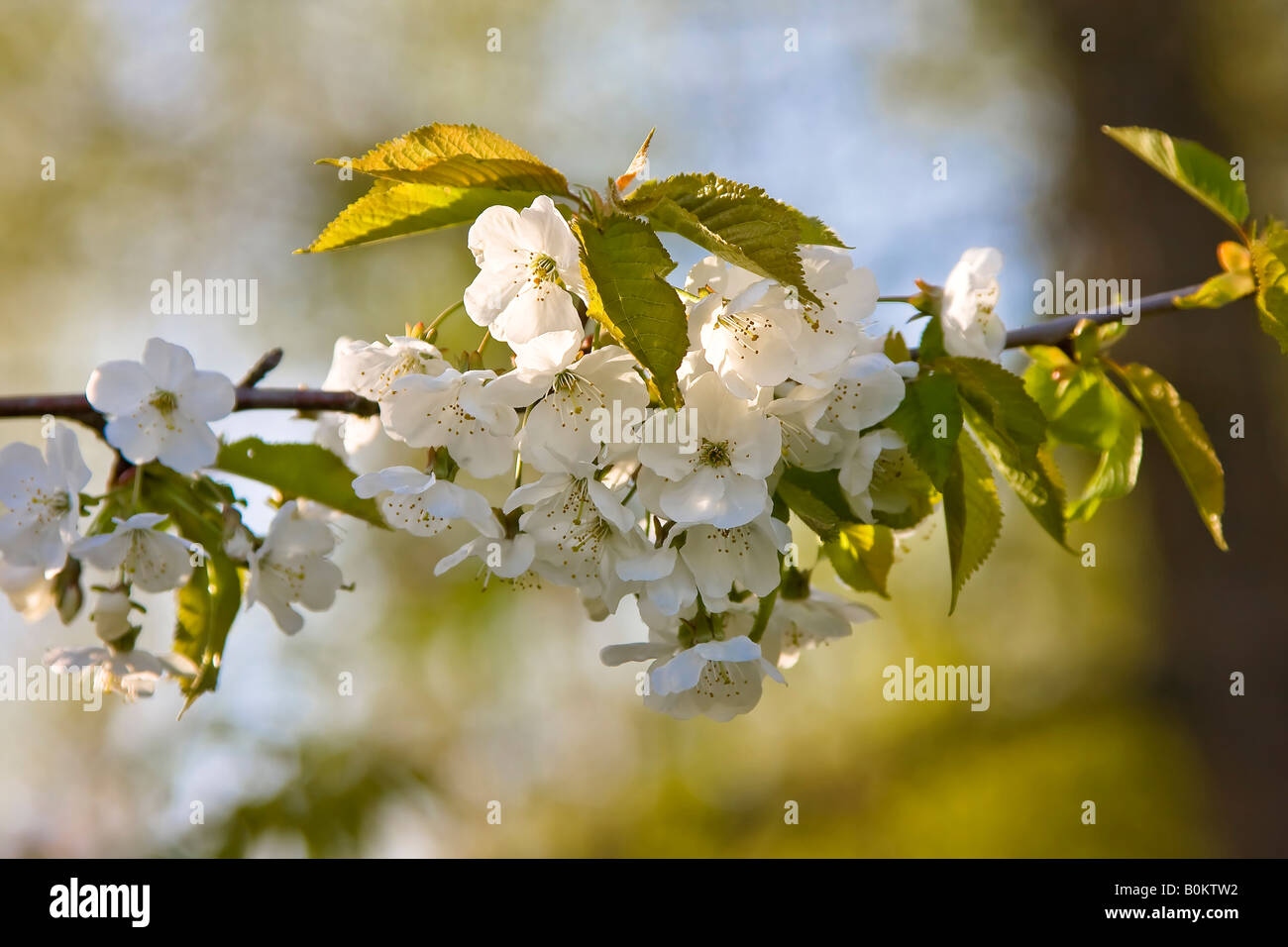 Cherry blossom sunset hi-res stock photography and images - Alamy