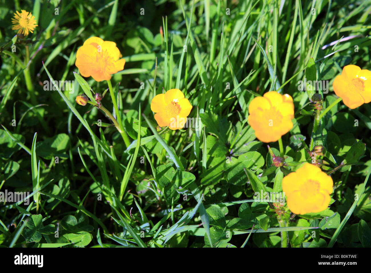 Buttercups in grass hi-res stock photography and images - Alamy