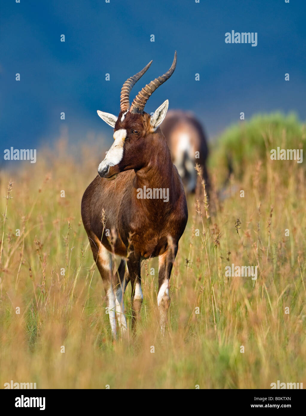 Blesbok Horn Headpiece