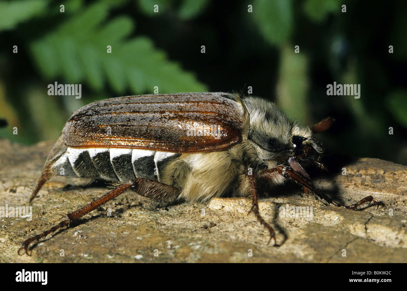 Cockchafer beetle hi-res stock photography and images - Alamy