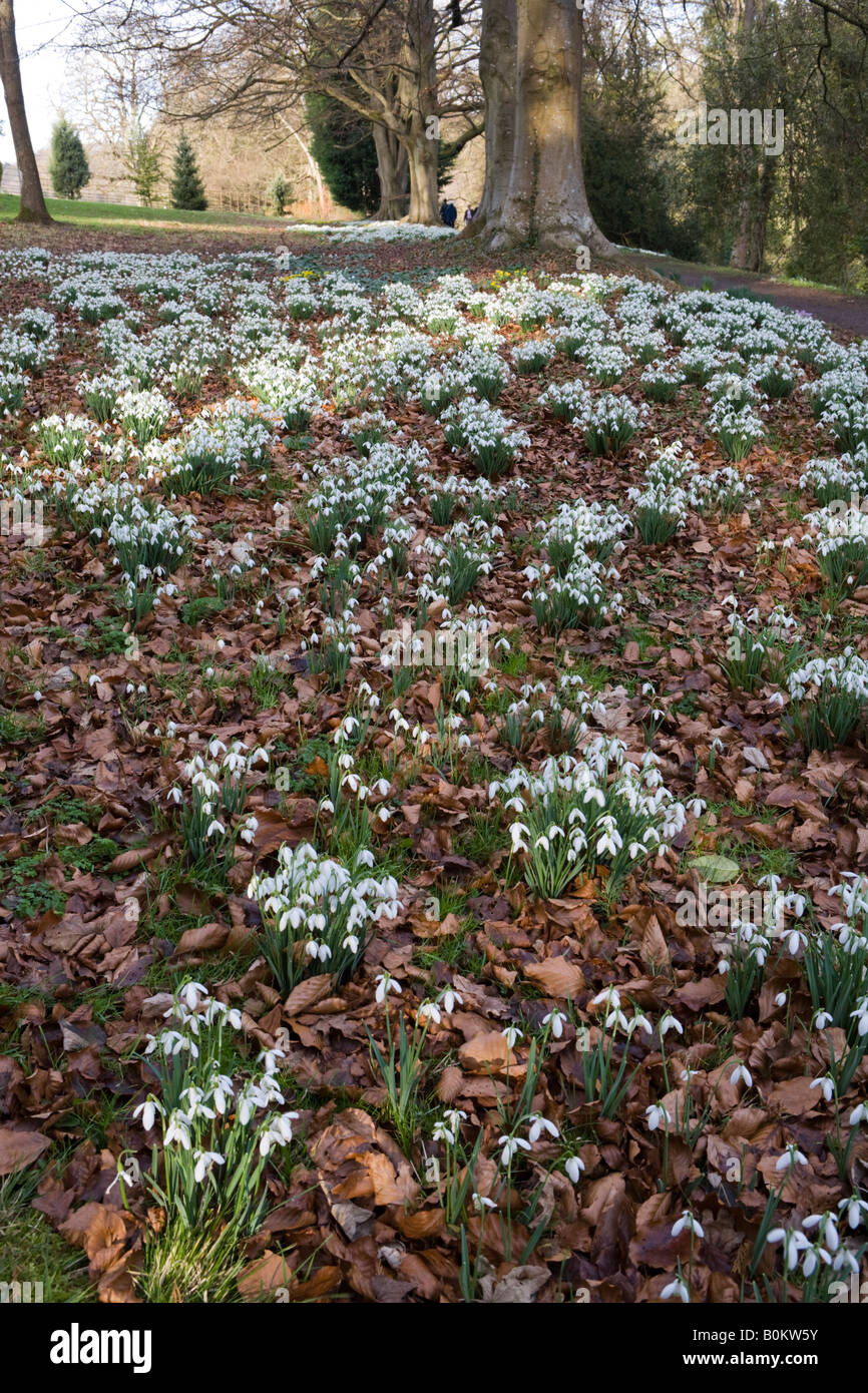Carpets of snowdrops at Colesbourne Park, Gloucestershire Stock Photo ...
