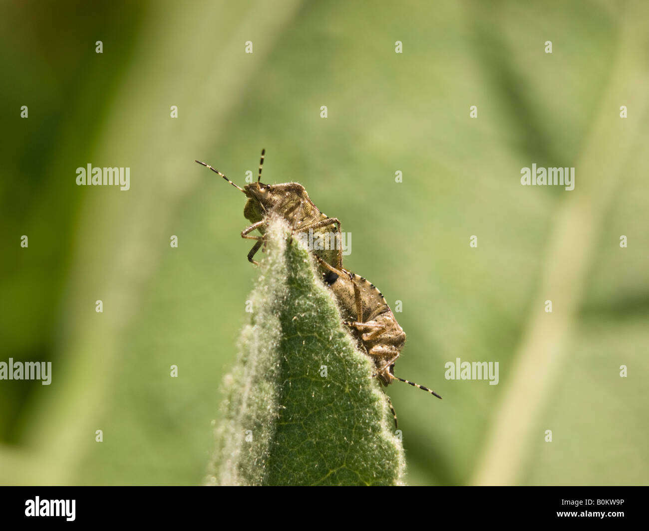 Hair sloe shieldbug dolycoris baccarum hi-res stock photography and ...