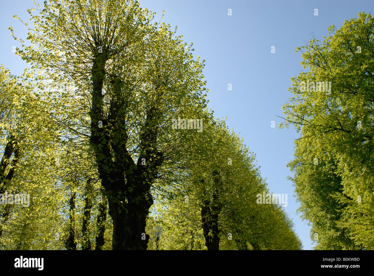 Frederiksberg park spring hi-res stock photography and images - Alamy