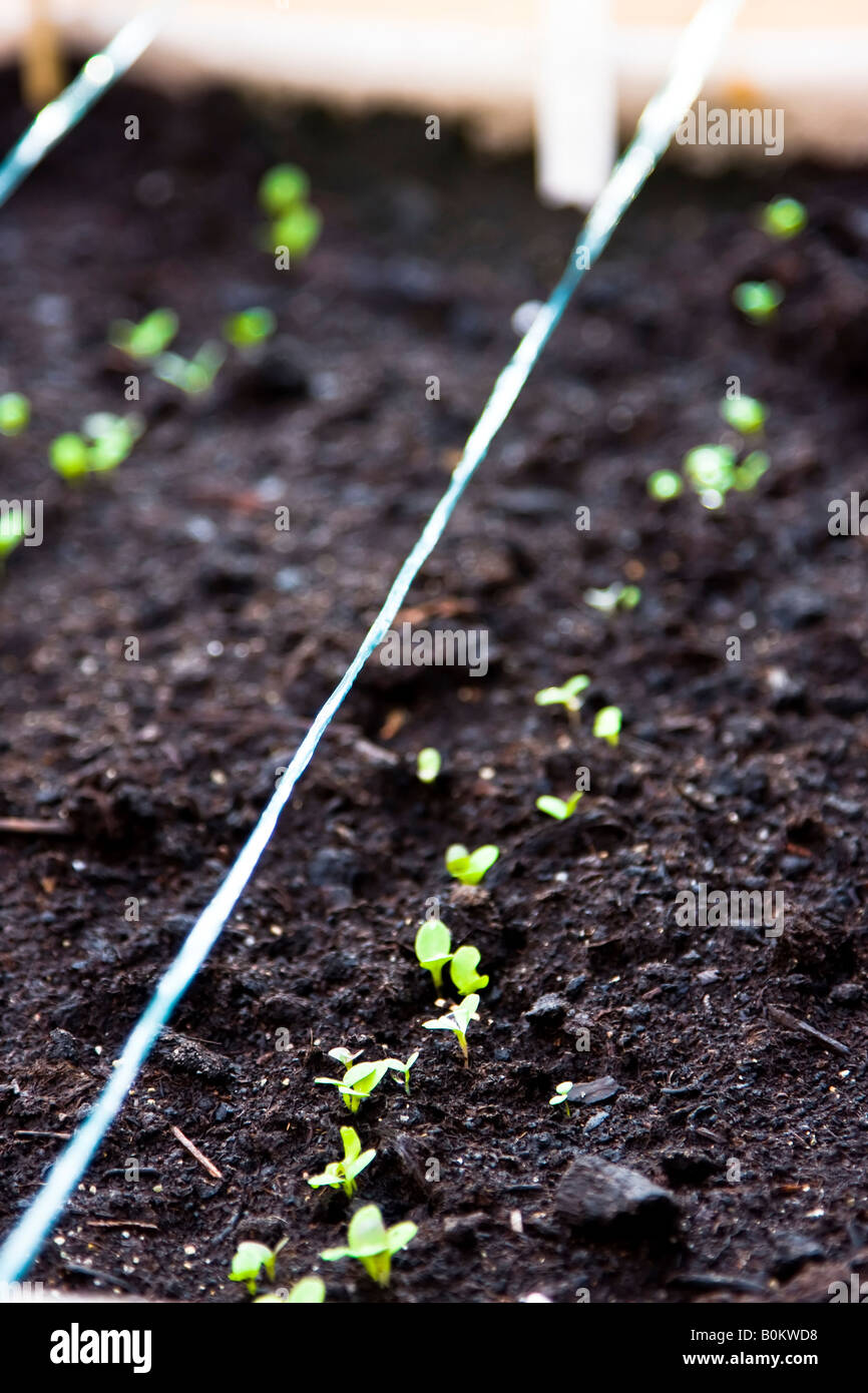 Young small plants growing in rows in a greenhouse Stock Photo - Alamy