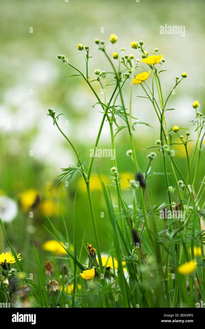 Buttercup In The Foreground High Resolution Stock Photography and ...