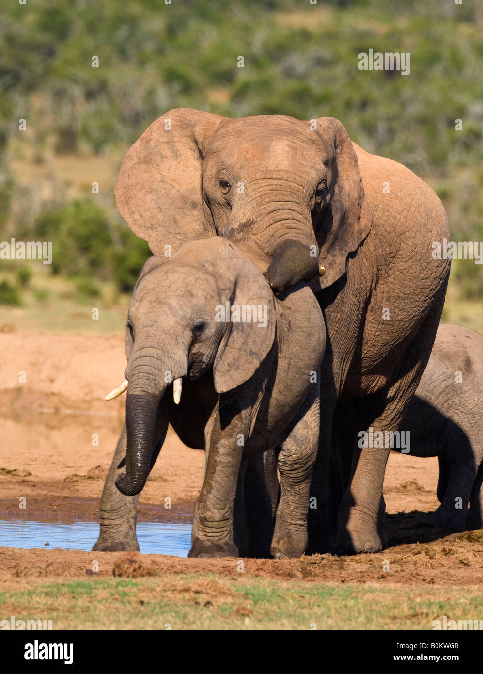 Elephants playing at waterhole hi-res stock photography and images - Alamy
