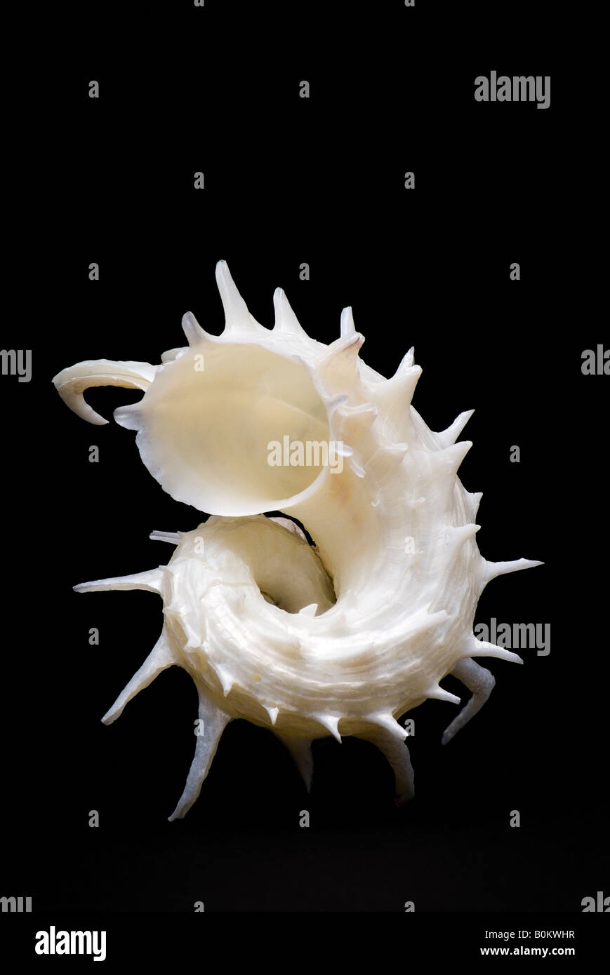 Spiky sea shell hi-res stock photography and images - Alamy