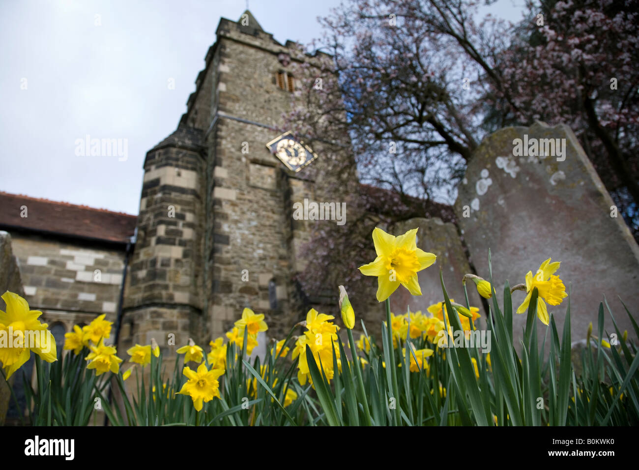 Daffodils in cemetery hi-res stock photography and images - Alamy