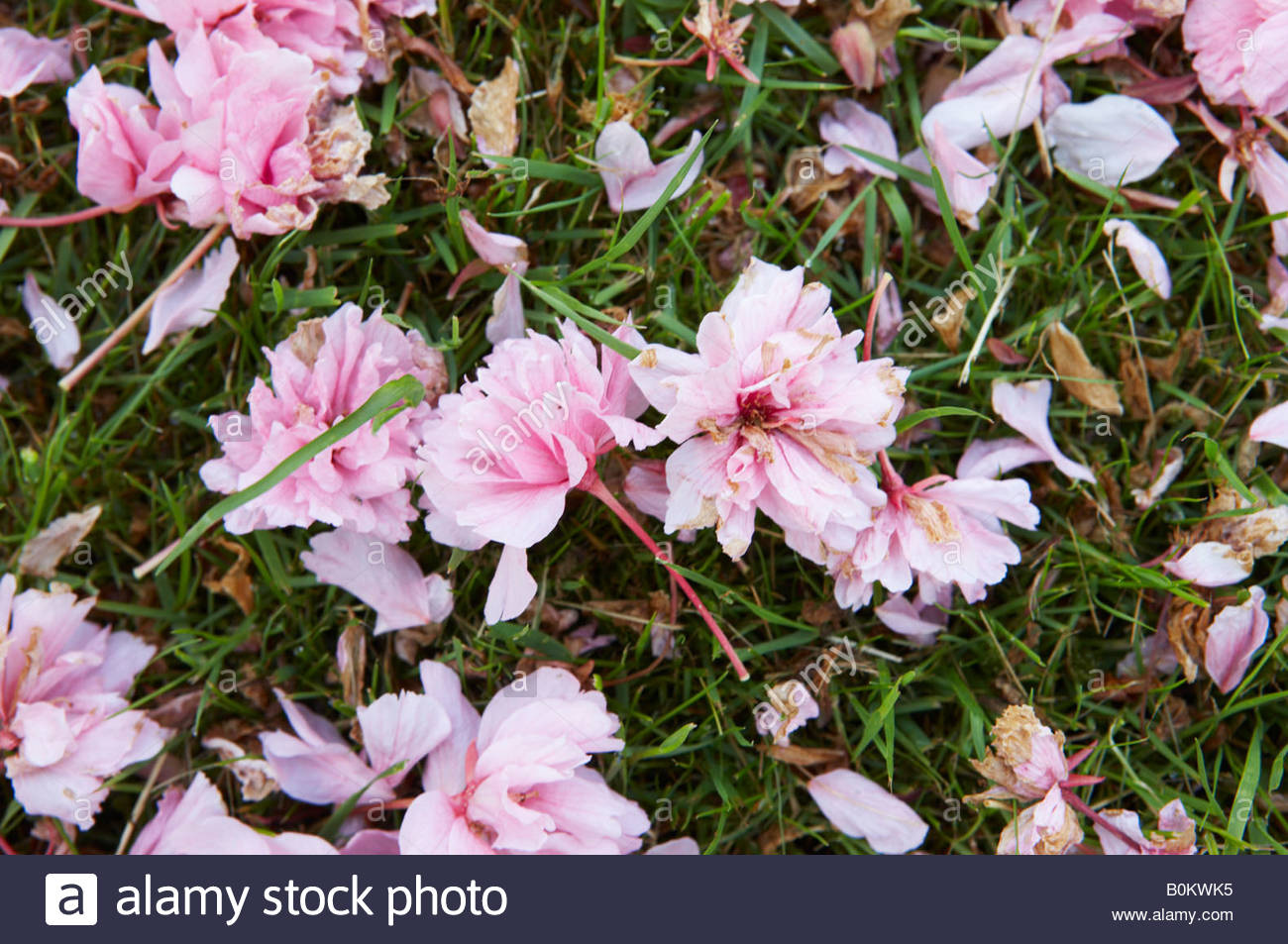Fallen Blossom High Resolution Stock Photography and Images - Alamy