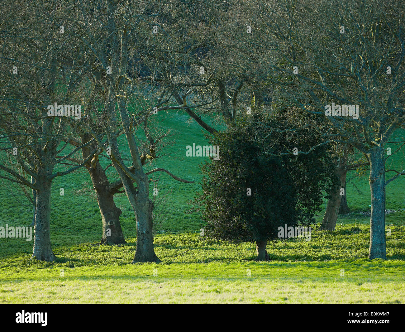 Small tree growing among larger trees Stock Photo - Alamy