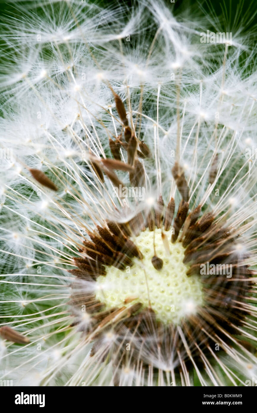 Scatter seeds hi-res stock photography and images - Alamy