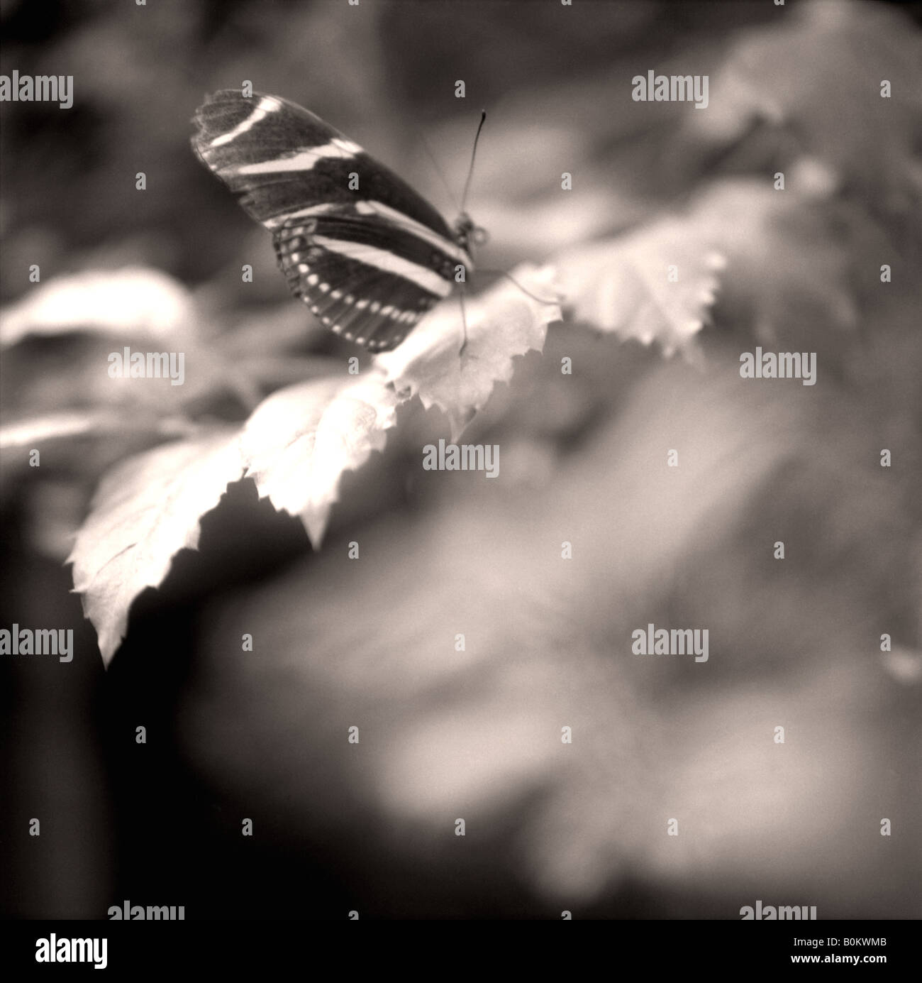 Sepia toned black and white photograph hi-res stock photography and ...