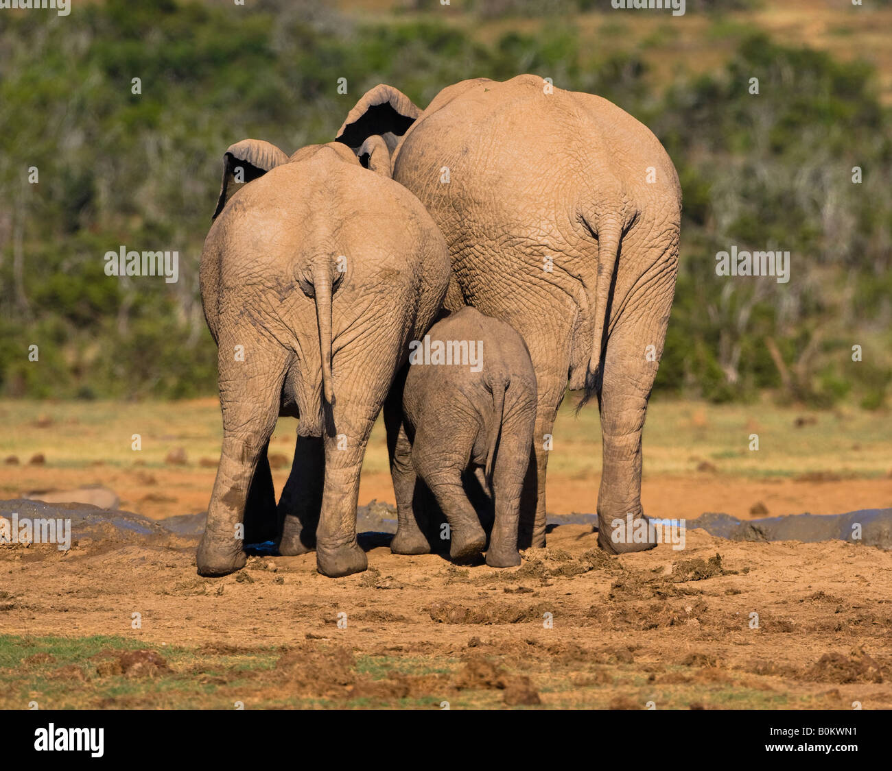 elephants rear-end view Stock Photo - Alamy