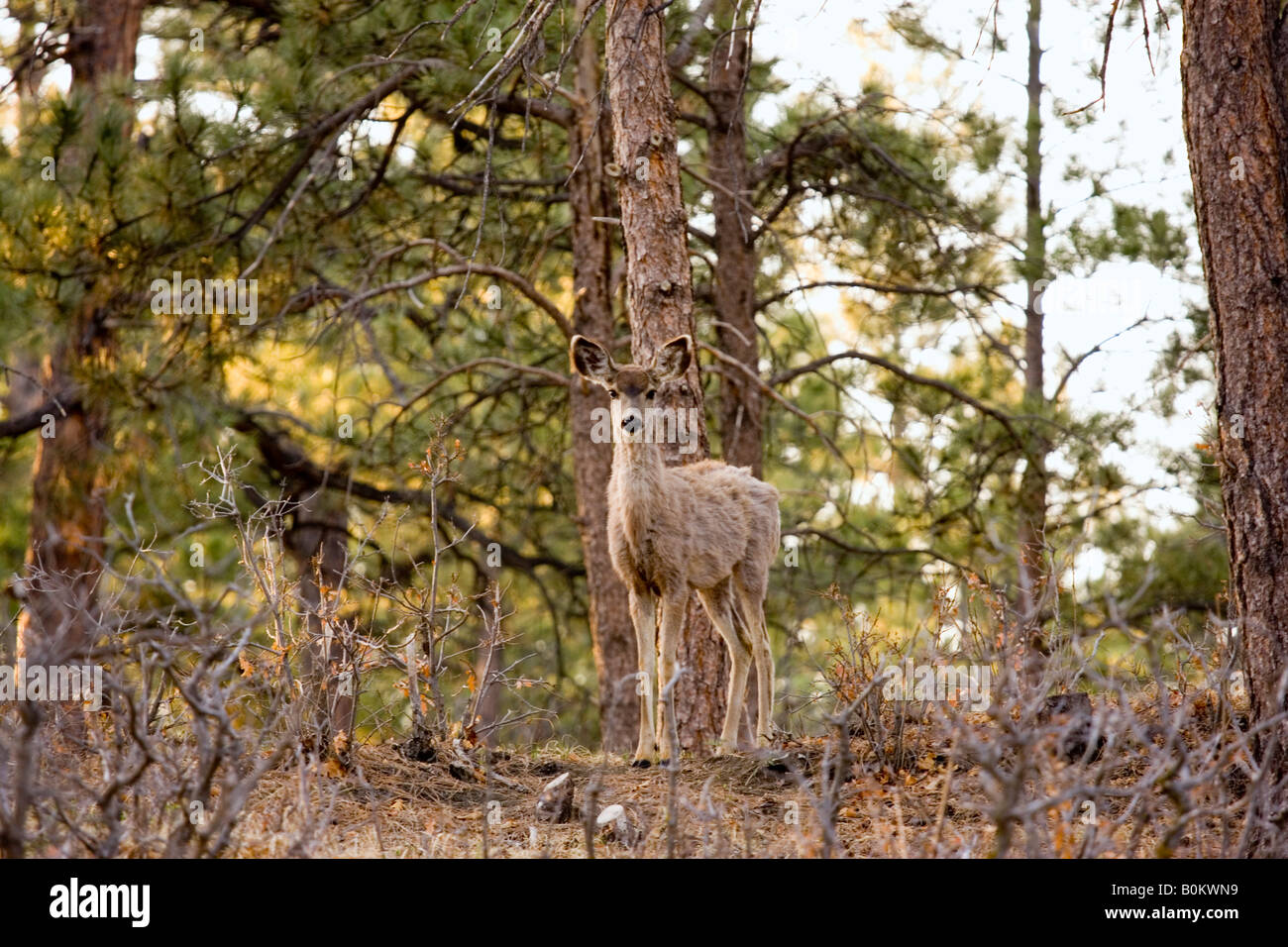 Mule deer in the Rocky Mountain springtime Stock Photo - Alamy