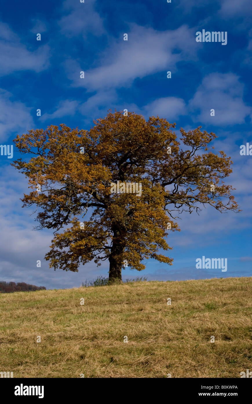 europe uk england surrey oak tree autumn Stock Photo - Alamy