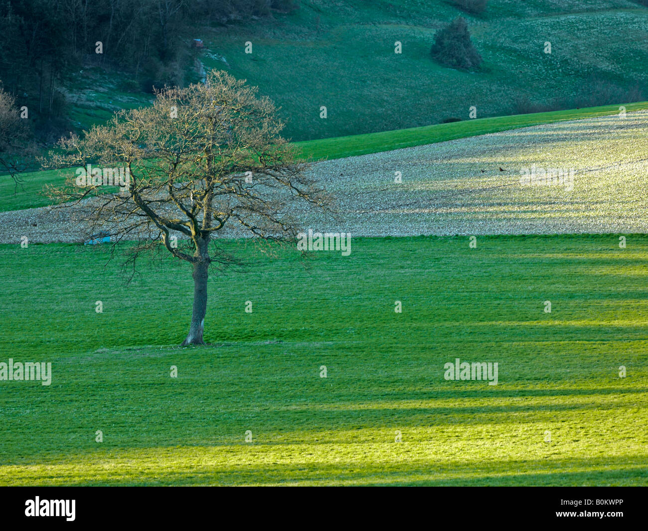 lone tree in english field scene Stock Photo - Alamy