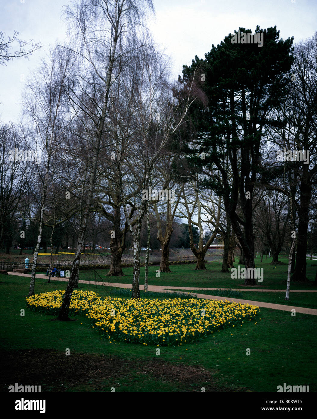Spring daffodils in Bute Park Cardiff Wales Stock Photo - Alamy