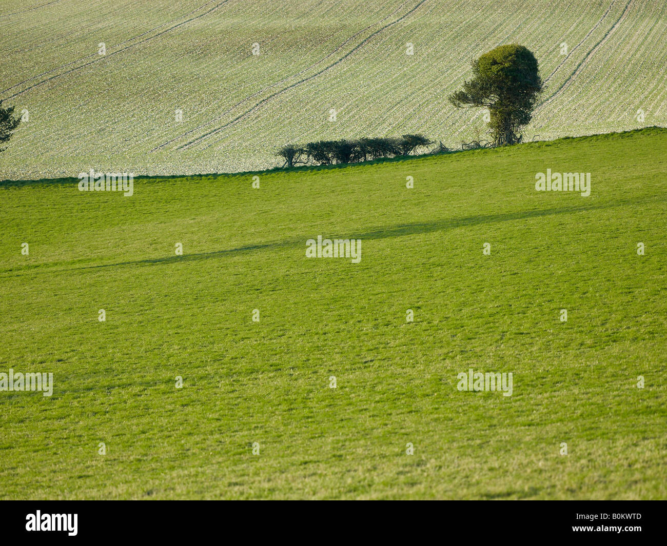English field tree hi-res stock photography and images - Alamy
