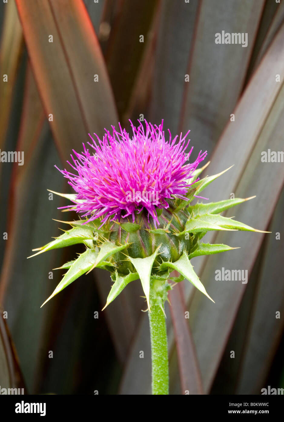 Distel hi-res stock photography and images - Alamy