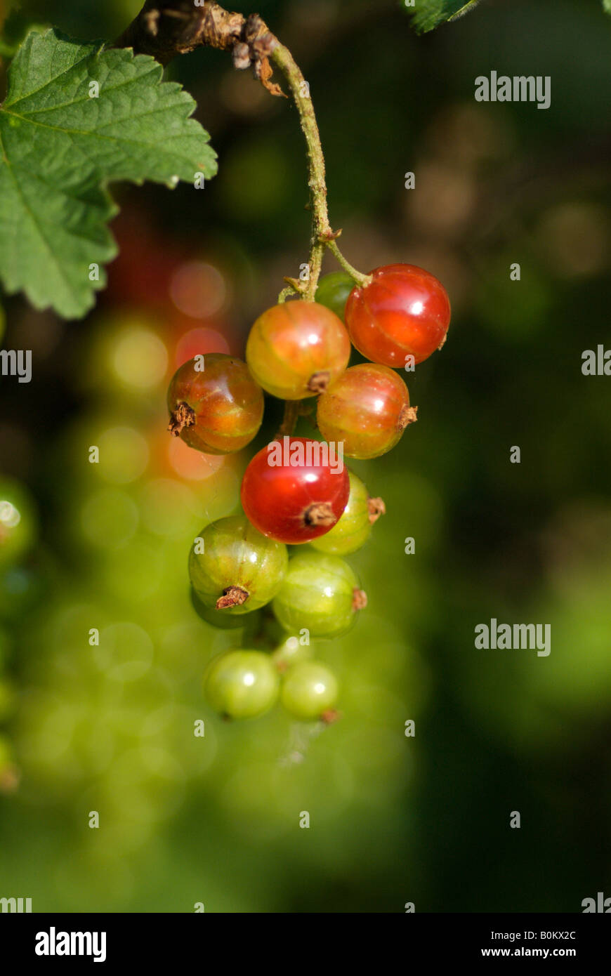 Fruit currents hi-res stock photography and images - Alamy