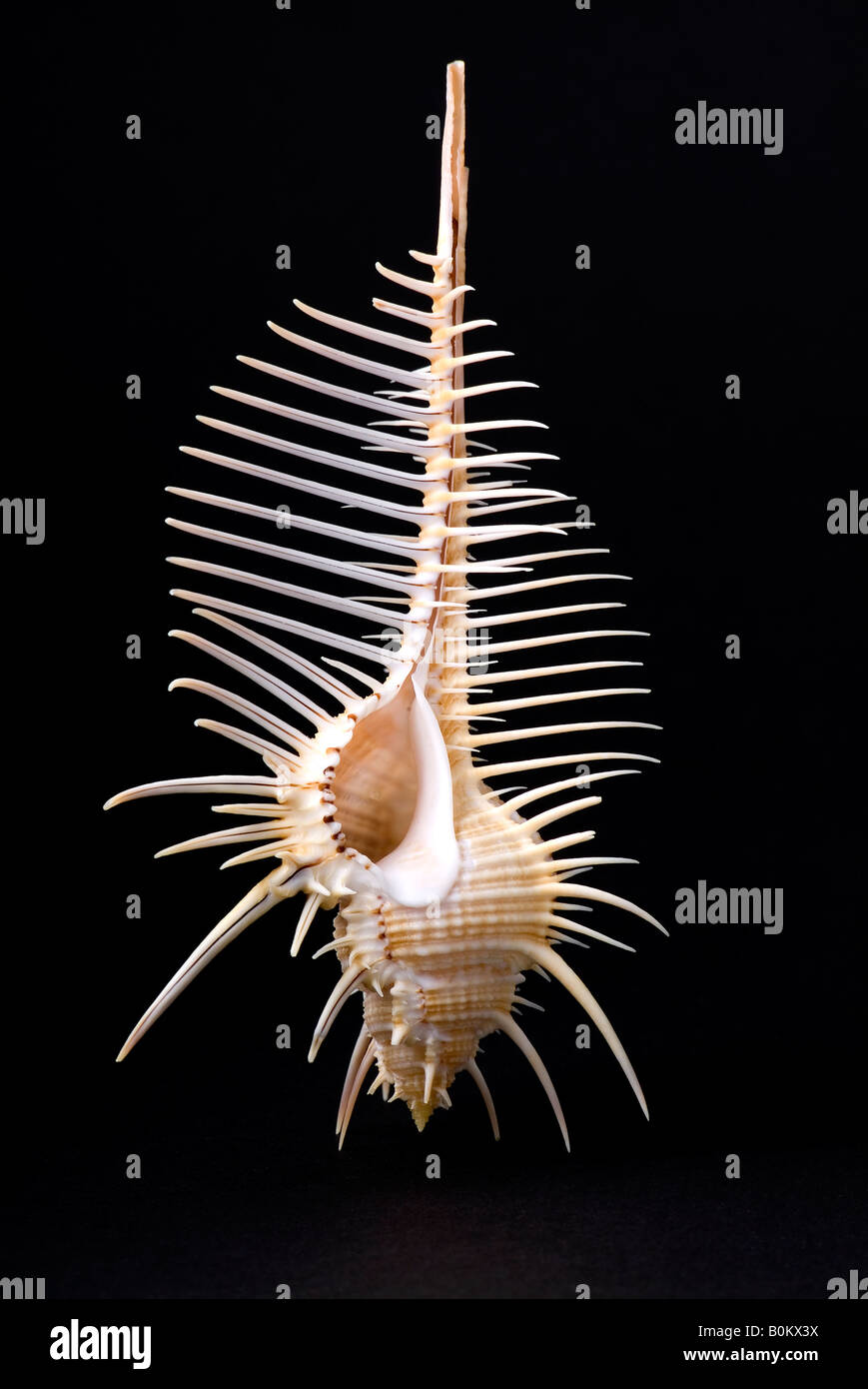Spiky sea shell hi-res stock photography and images - Alamy