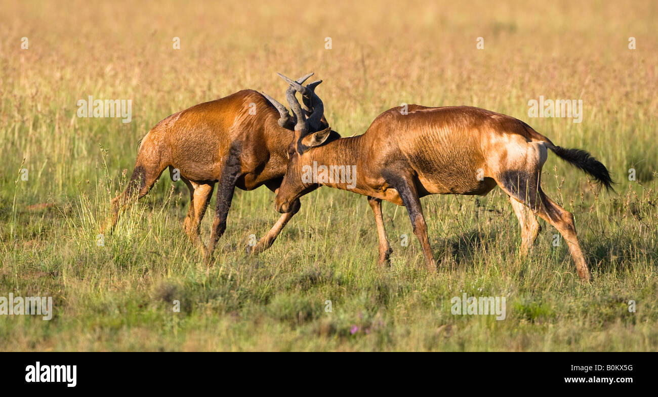 Red hartbeest hi-res stock photography and images - Alamy