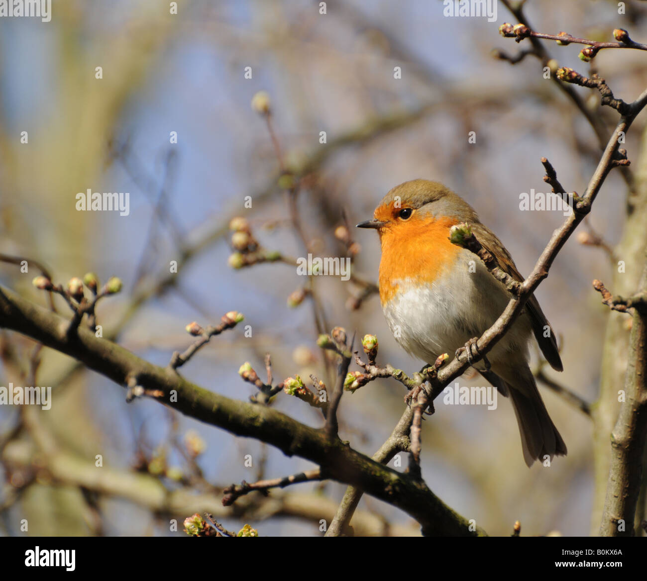 Robin redbreast sat in a tree Stock Photo - Alamy
