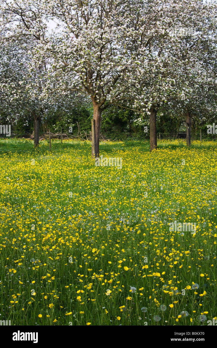 Buttercups carpet this apple orchard at Over Stratton in Somerset Stock ...