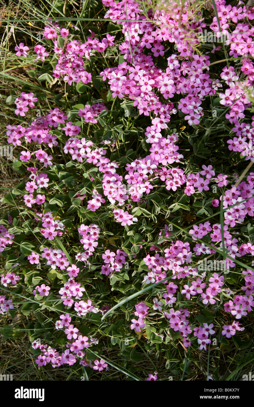 Pink Oxalis, Oxalis articulata Oxalidaceae Stock Photo - Alamy