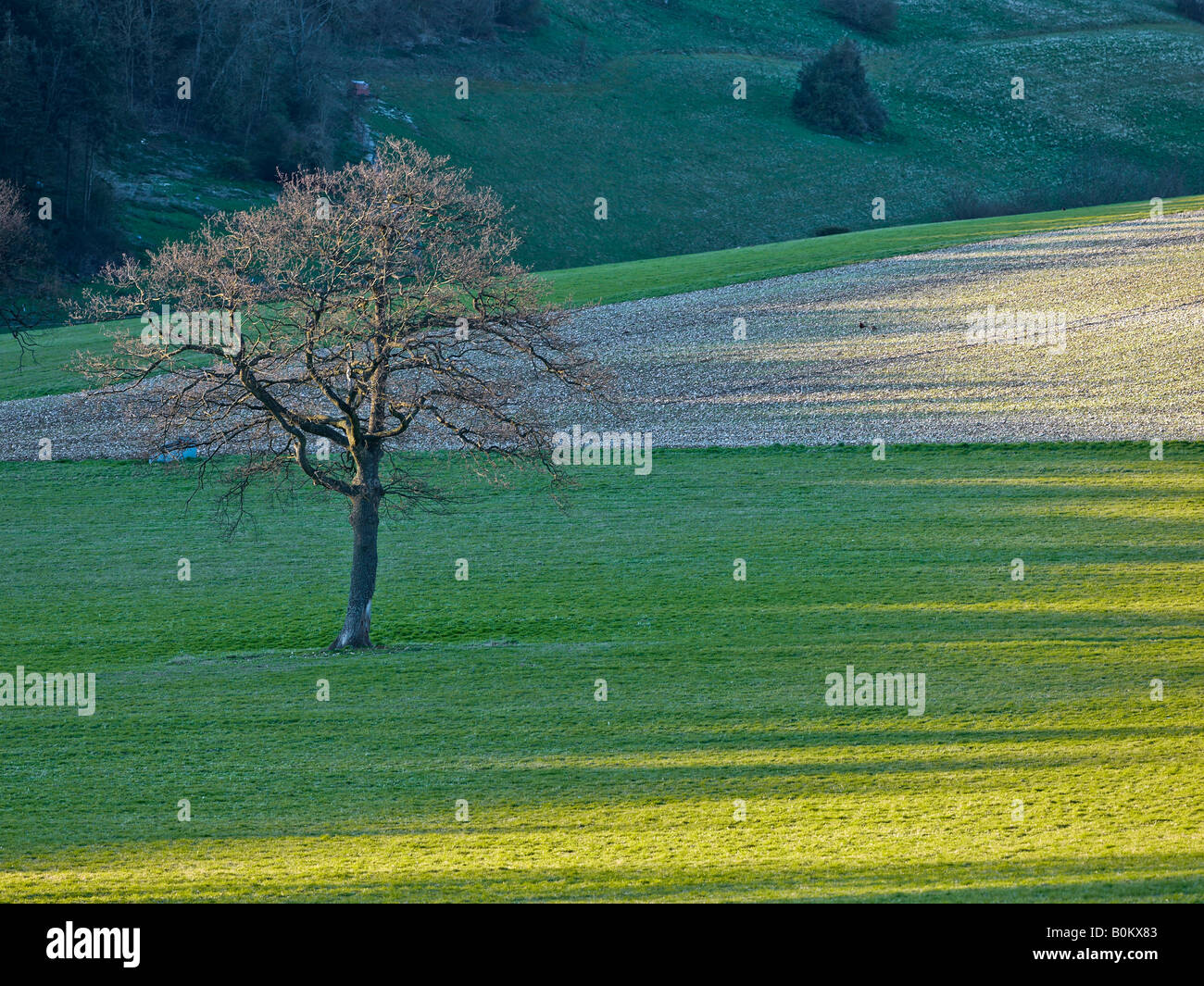 lone tree in english field scene Stock Photo - Alamy