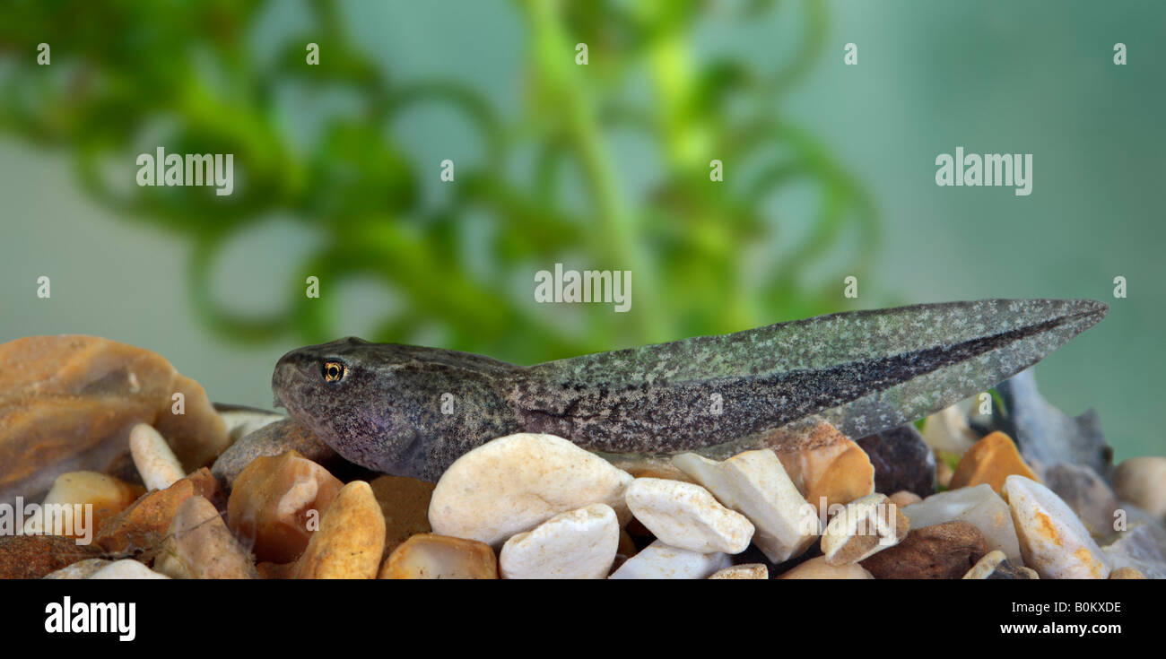 Common Frog Rana temporaria Tadpole Stock Photo - Alamy