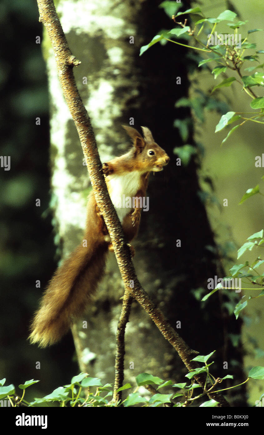 Squirrels of ireland hi-res stock photography and images - Alamy