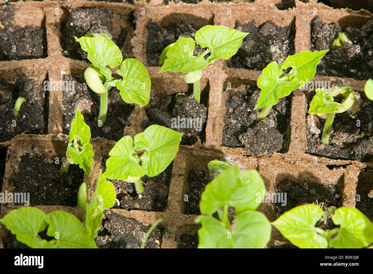 Bean seedlings greenhouse hi-res stock photography and images - Alamy