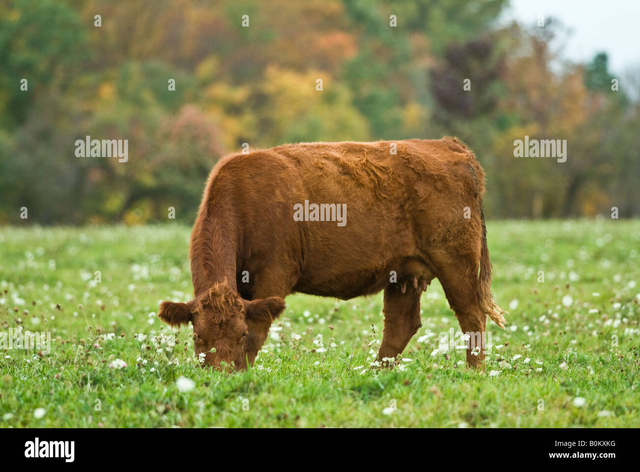Large cow in hi-res stock photography and images - Alamy