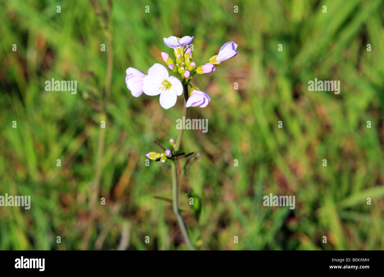 cruciferous flowering plant growing in a field in Brabourne Lees ...
