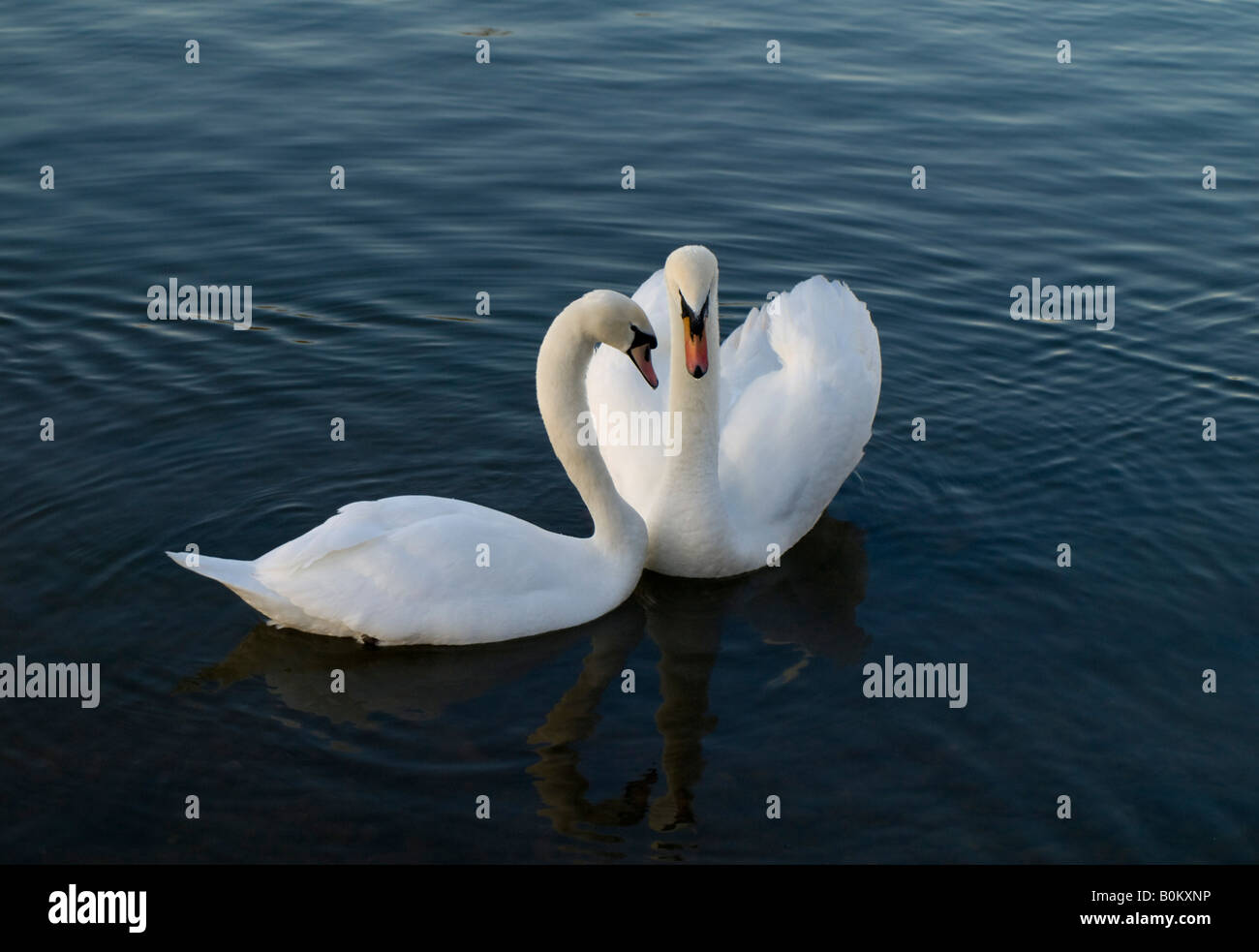 Thames swans hi-res stock photography and images - Alamy