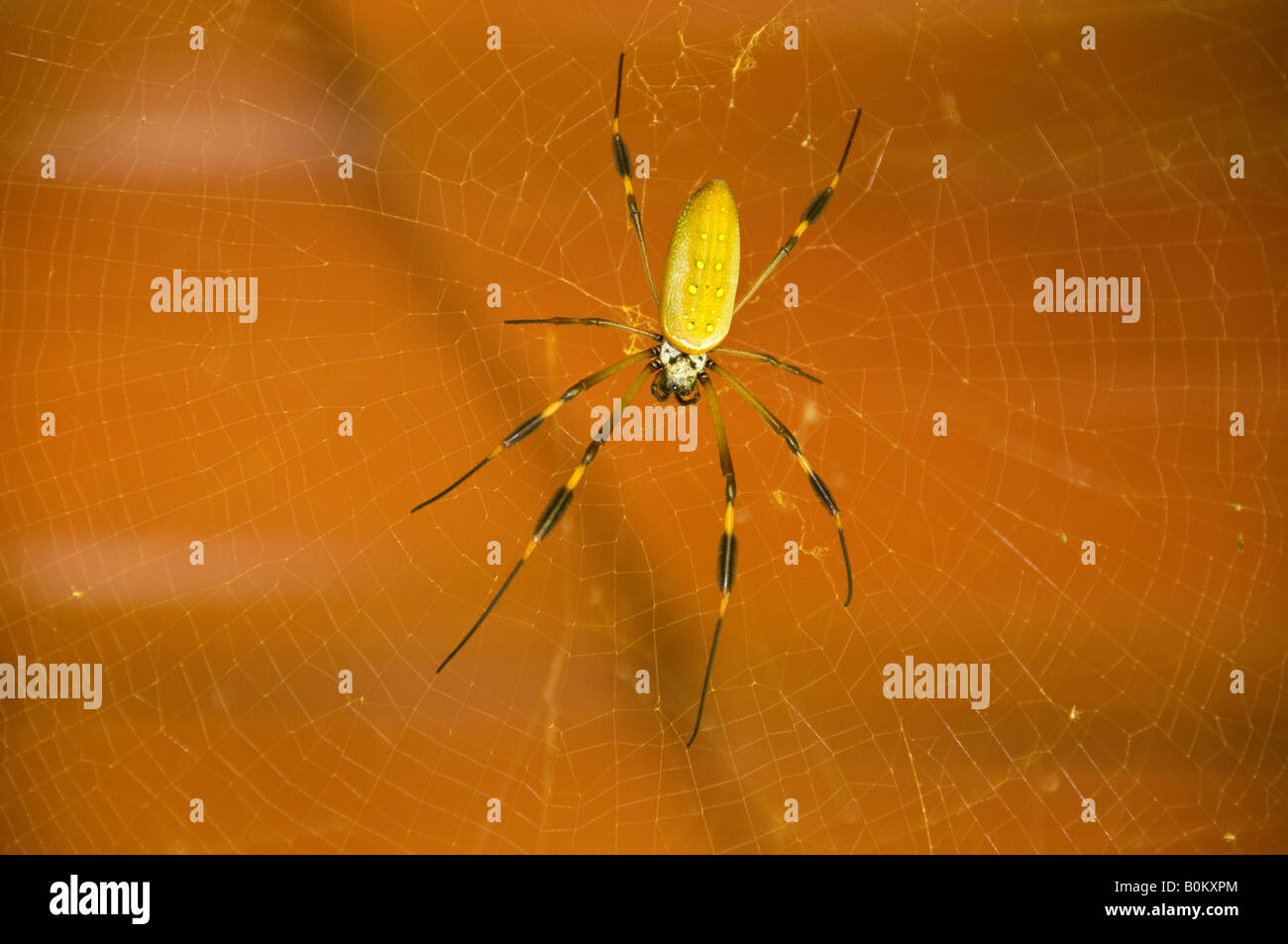 Banana spider and costa rica hi-res stock photography and images - Alamy