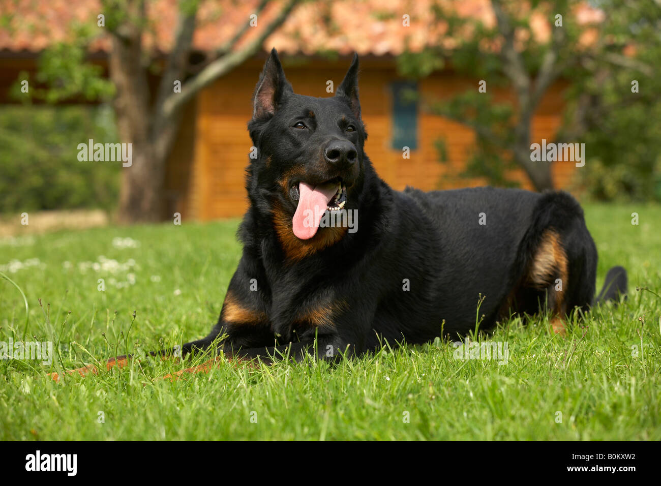 Portrait of a Beauceron Stock Photo - Alamy