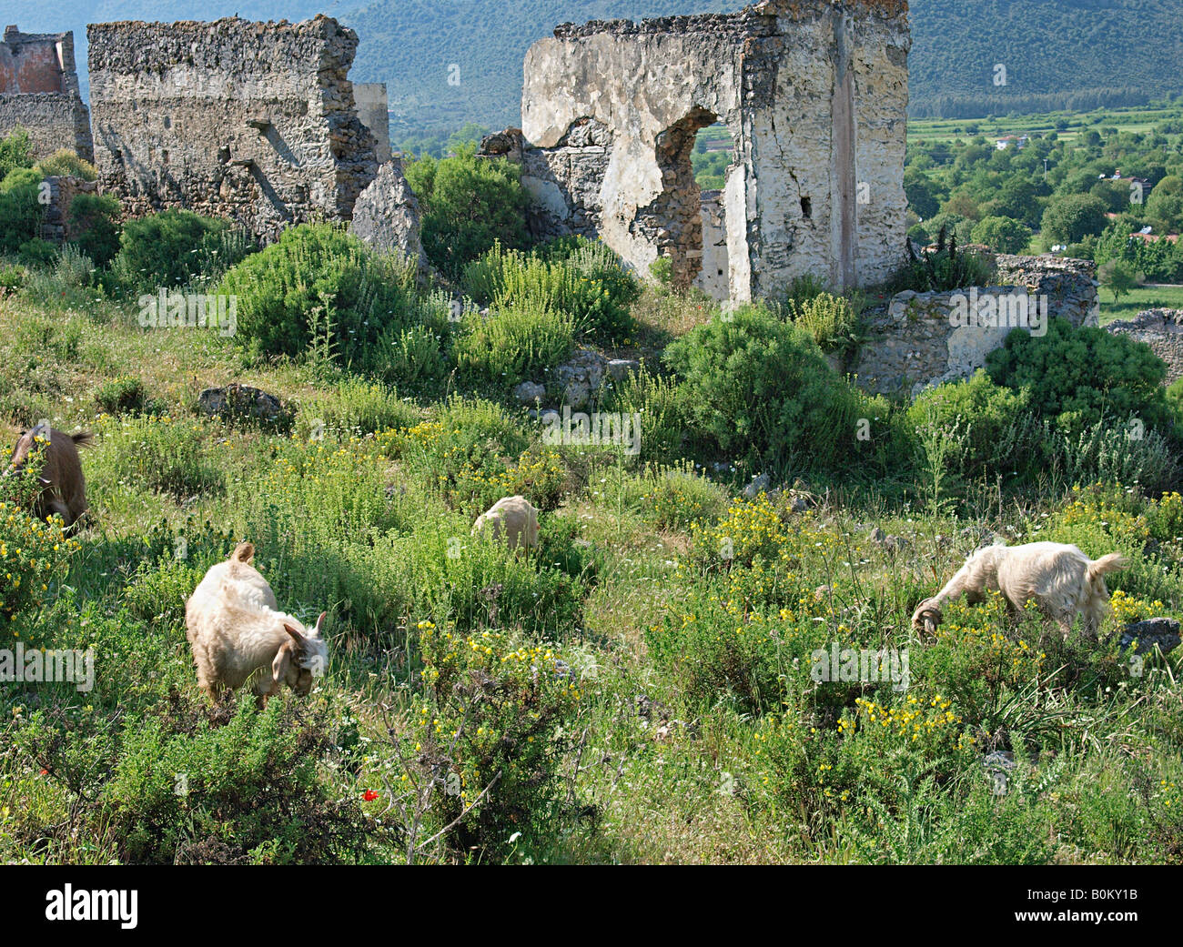 GOATS GRAZING HILLSIDE OF THE DERELICT GREEK VILLAGE OF LEVISSI ALSO ...