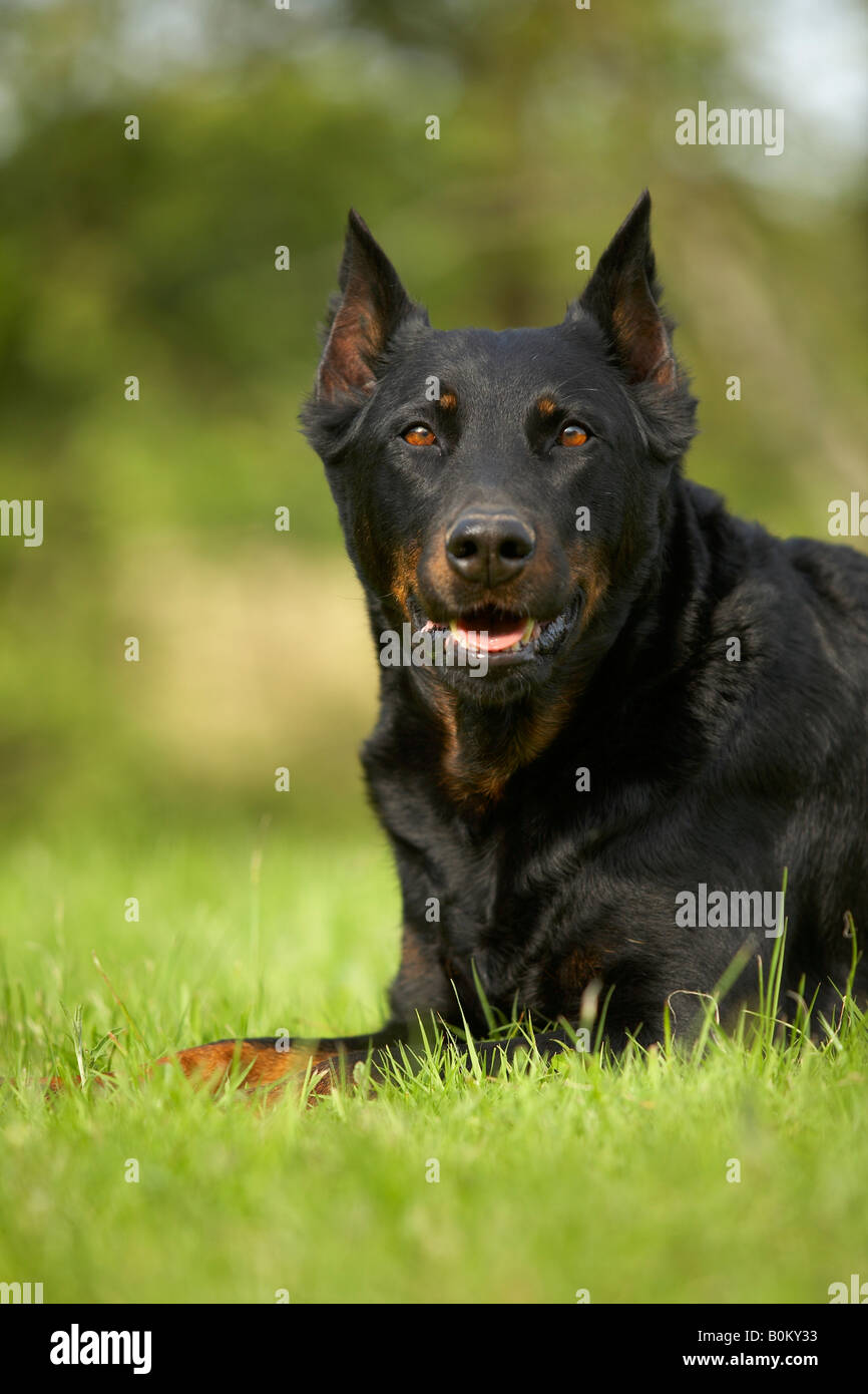 Portrait of a Beauceron Stock Photo - Alamy