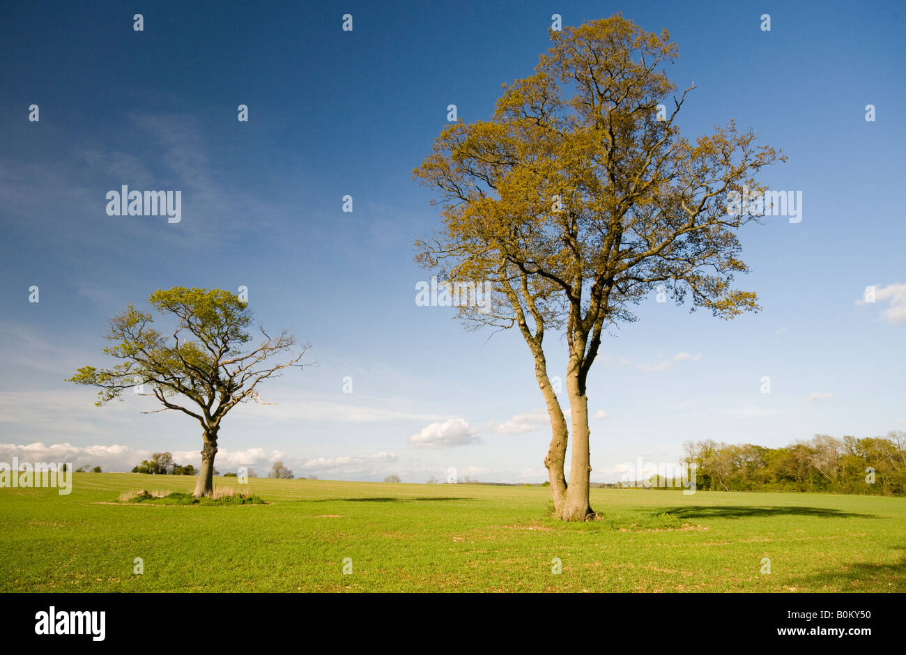 Small tree large trees hi-res stock photography and images - Alamy