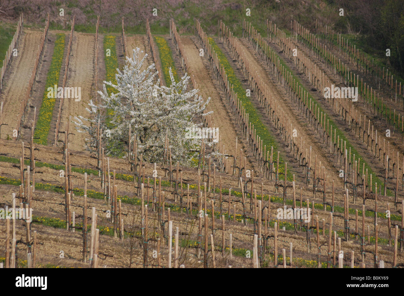 The rocca vineyard hi-res stock photography and images - Alamy