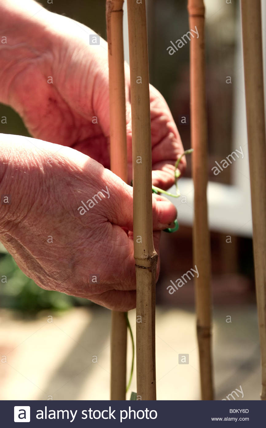 Runner Beans Poles High Resolution Stock Photography and Images - Alamy