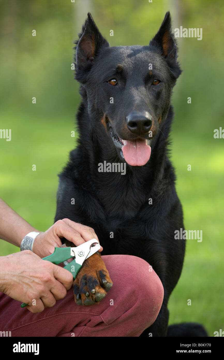 Beauceron getting claw cuts Stock Photo - Alamy